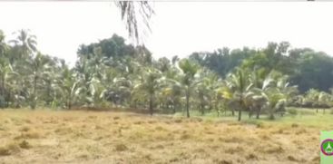 വെള്ളം കിട്ടാതായതോടെ ആലപ്പുഴ പാണ്ടനാട് പഞ്ചായത്തിലെ നെല്‍കര്‍ഷകന് ...